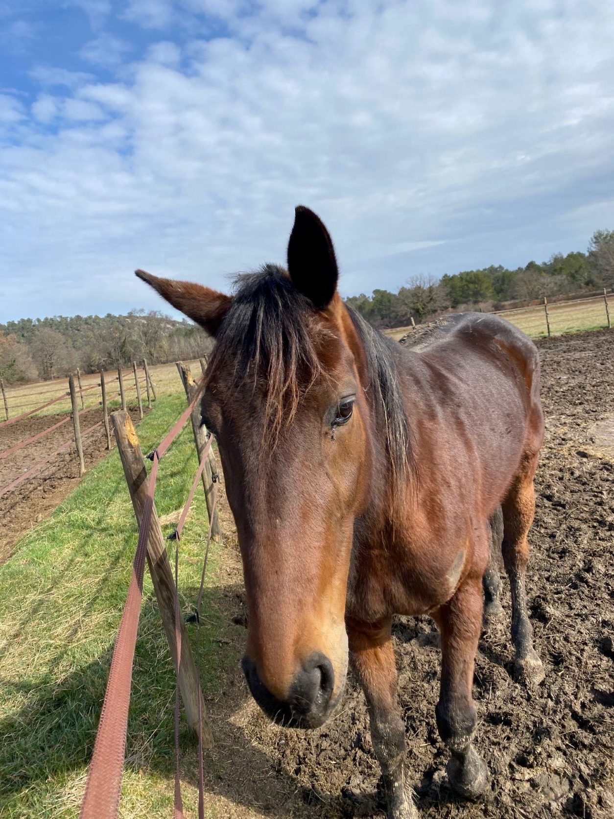 Harfan des Granges dans la Coupe - adtrotting